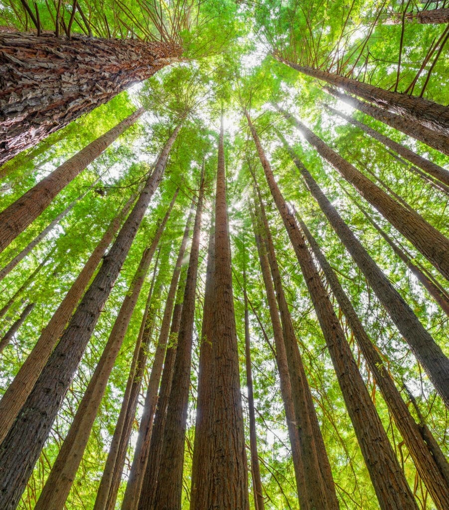 Which Wood is Rot Resistant? - Residential and Commercial Roofing Company